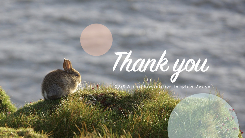 Rabbit PowerPoint to Keynote|Lifestyle