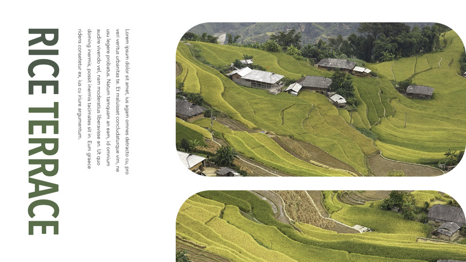 Rice Terrace Simple Keynote Template|Business