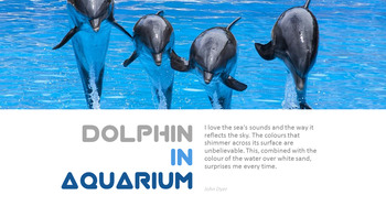 Dolphin PowerPoint Templates for Presentation
