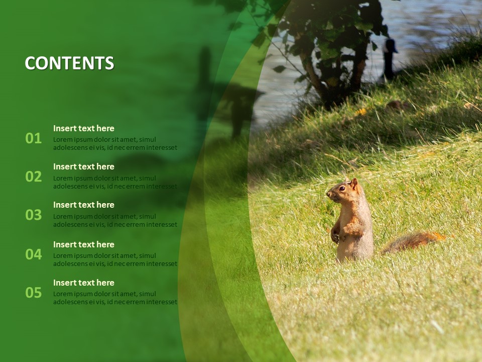A Squirrel on the Tree - Free PPT Sample