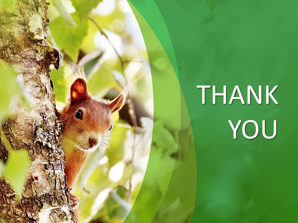 Microsoft Teams Background Images Plants And Squirrels - Infoupdate.org