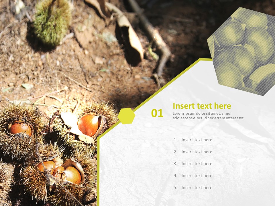 Free PPT Template - Chestnut Bur