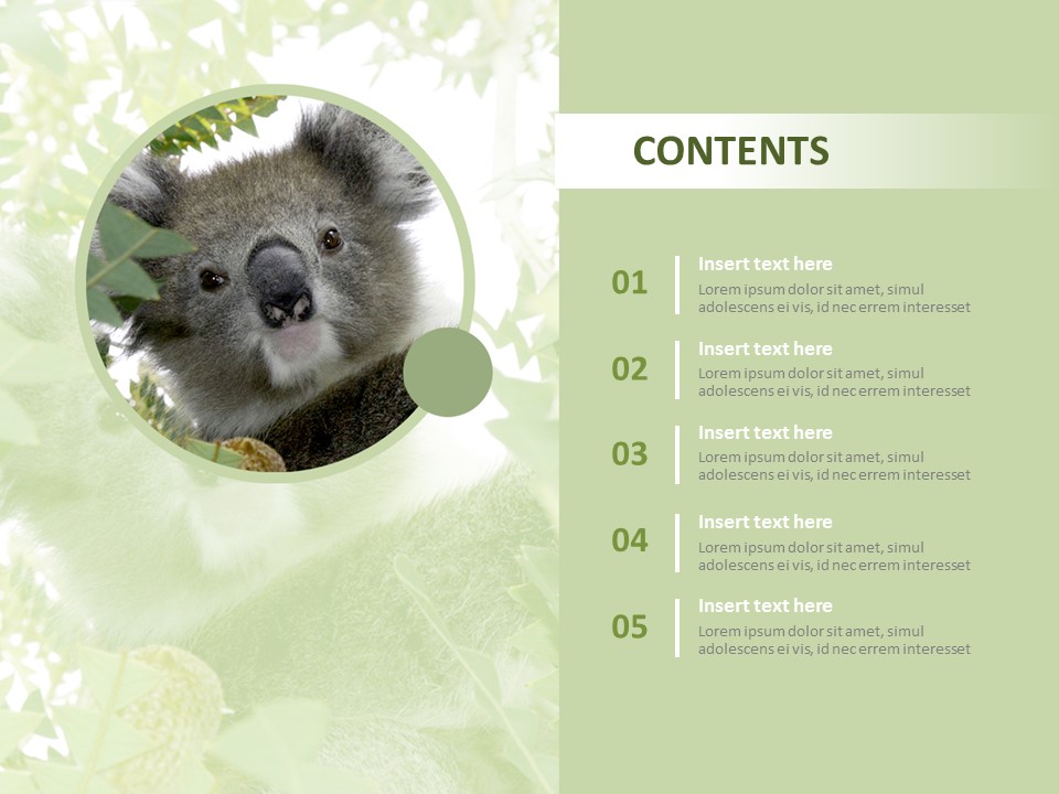 A Cute KoalA - Free Template Design