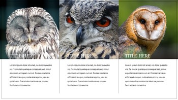 Owl Easy Google Slides Template