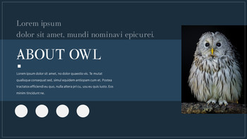 Owl Slide PPT