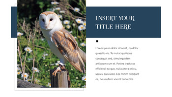 Owl Slide PPT