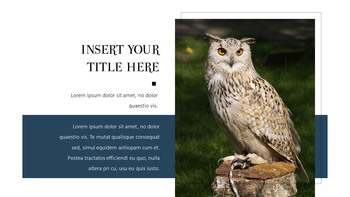 Owl Slide PPT