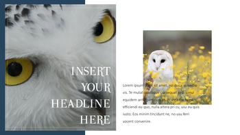 Owl Slide PPT