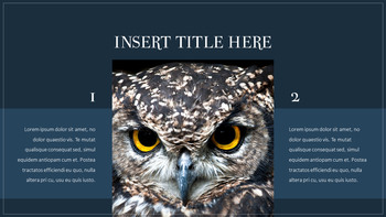Owl Slide PPT