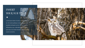Owl Slide PPT