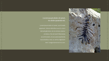 Fossil Templates PPT