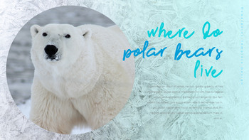 Where do polarbears live PPT Slides