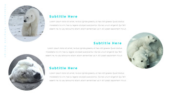 Where do polarbears live PPT Slides