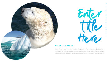 Where do polarbears live PPT Slides