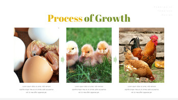 PoultryFarm Simple PowerPoint Templates