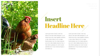 PoultryFarm Simple PowerPoint Templates