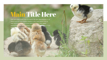PoultryFarm Simple PowerPoint Templates