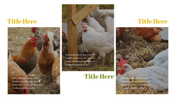 PoultryFarm Simple PowerPoint Templates