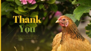 PoultryFarm Simple PowerPoint Templates