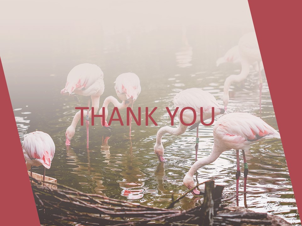 Free PPT Template - A Flamingo in Nature