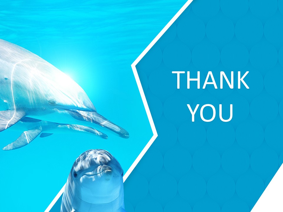 무료 피피티 템플릿 - 돌고래