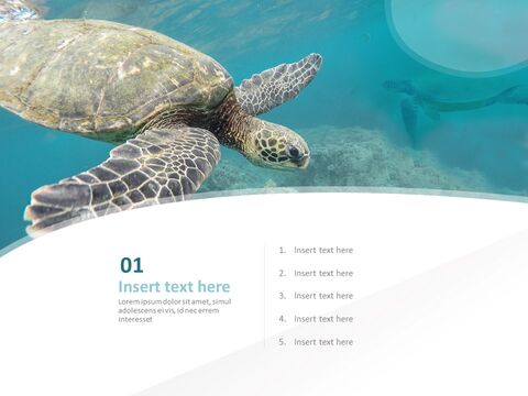Free PPT Template - SeA Turtle