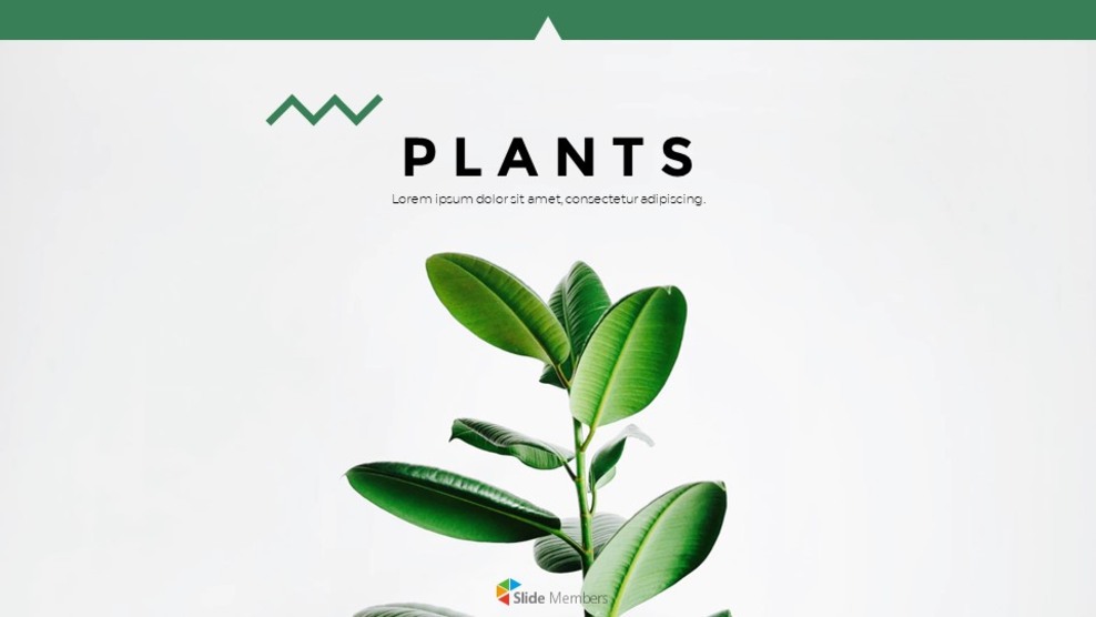 Plants Google Slides Templates for Your Next Presentation