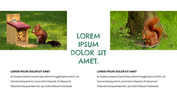 Squirrel PowerPoint Format