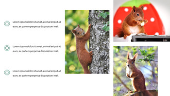 Squirrel PowerPoint Format