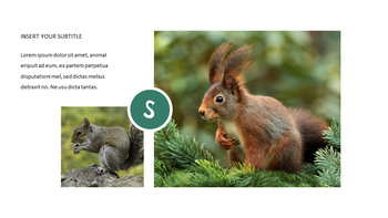 Squirrel PowerPoint Format