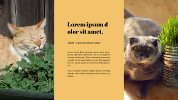 Raise a Cat Presentation