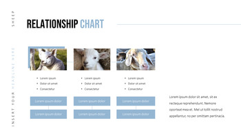 Sheep Best PowerPoint Templates