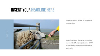Sheep Best PowerPoint Templates