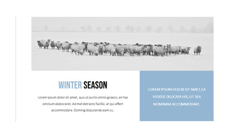 Sheep Best PowerPoint Templates