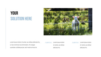 Sheep Best PowerPoint Templates