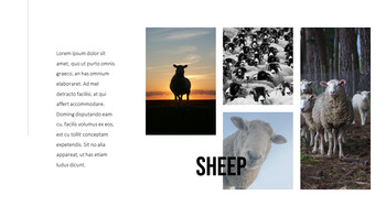 Sheep Best PowerPoint Templates