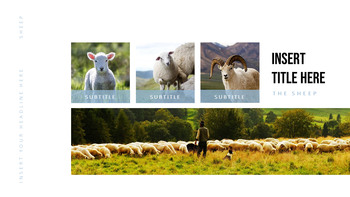 Sheep Best PowerPoint Templates