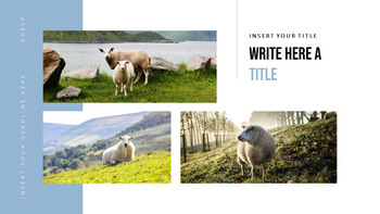Sheep Best PowerPoint Templates