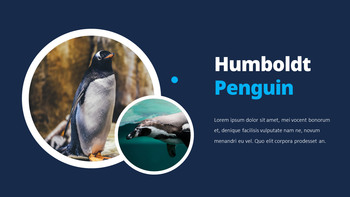 Penguin Presentation PowerPoint Templates Design|Lifestyle