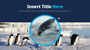 Penguin Presentation PowerPoint Templates Design|Lifestyle