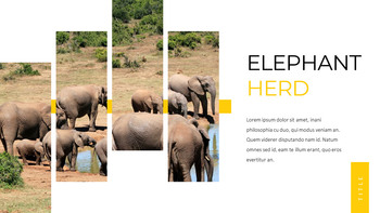 Elephant powerpoint presentation download|Lifestyle|Templates