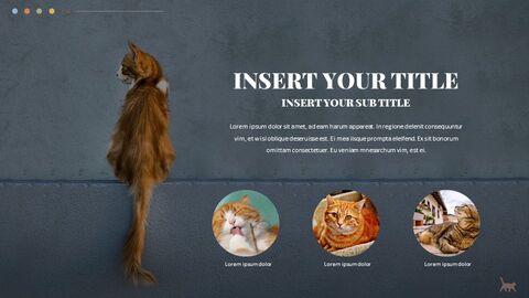 Cat Google Slides Templates for Your Next Presentation