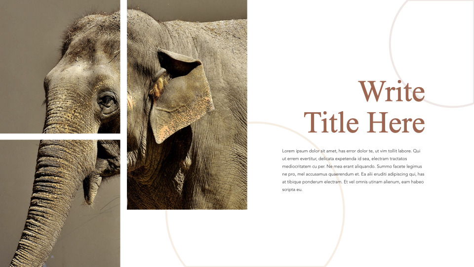 Safari Animals Keynote PowerPoint|Lifestyle
