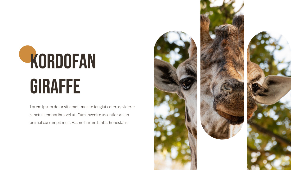 Giraffe powerpoint themes|Lifestyle|Templates