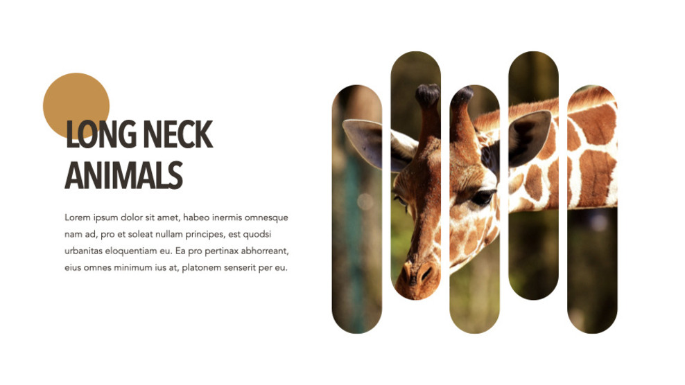 Giraffe team presentation template|Lifestyle|Keynote