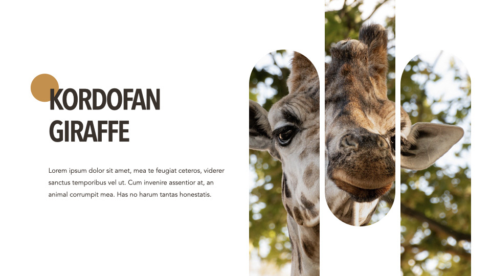 Giraffe team presentation template|Lifestyle|Keynote