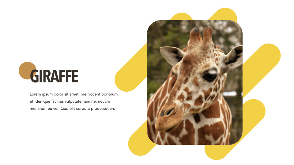 Giraffe team presentation template|Lifestyle|Keynote