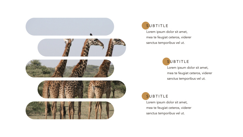 Giraffe team presentation template|Lifestyle|Keynote