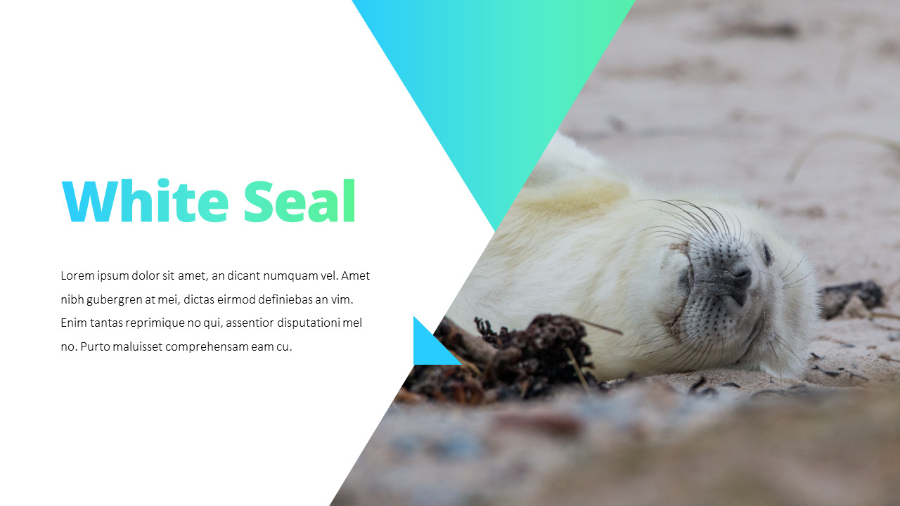Seal Outline PPT Presentation|Lifestyle|Templates