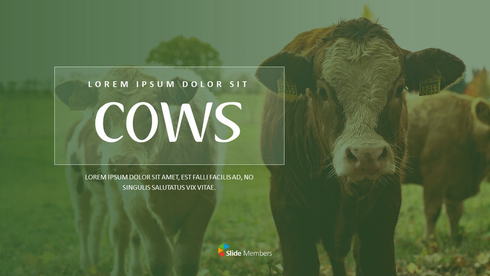 Cow Slide PPT|Lifestyle|Templates